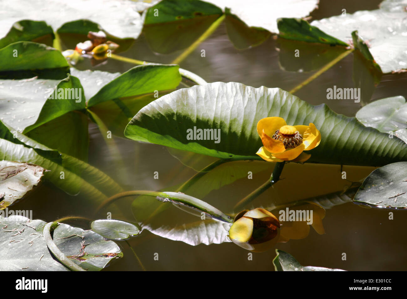 Pomeroy tanks hi-res stock photography and images - Alamy