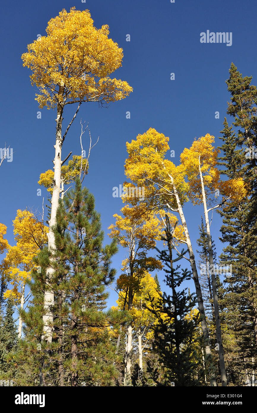 The North Kaibab Ranger District in the Kaibab National Forest is ...