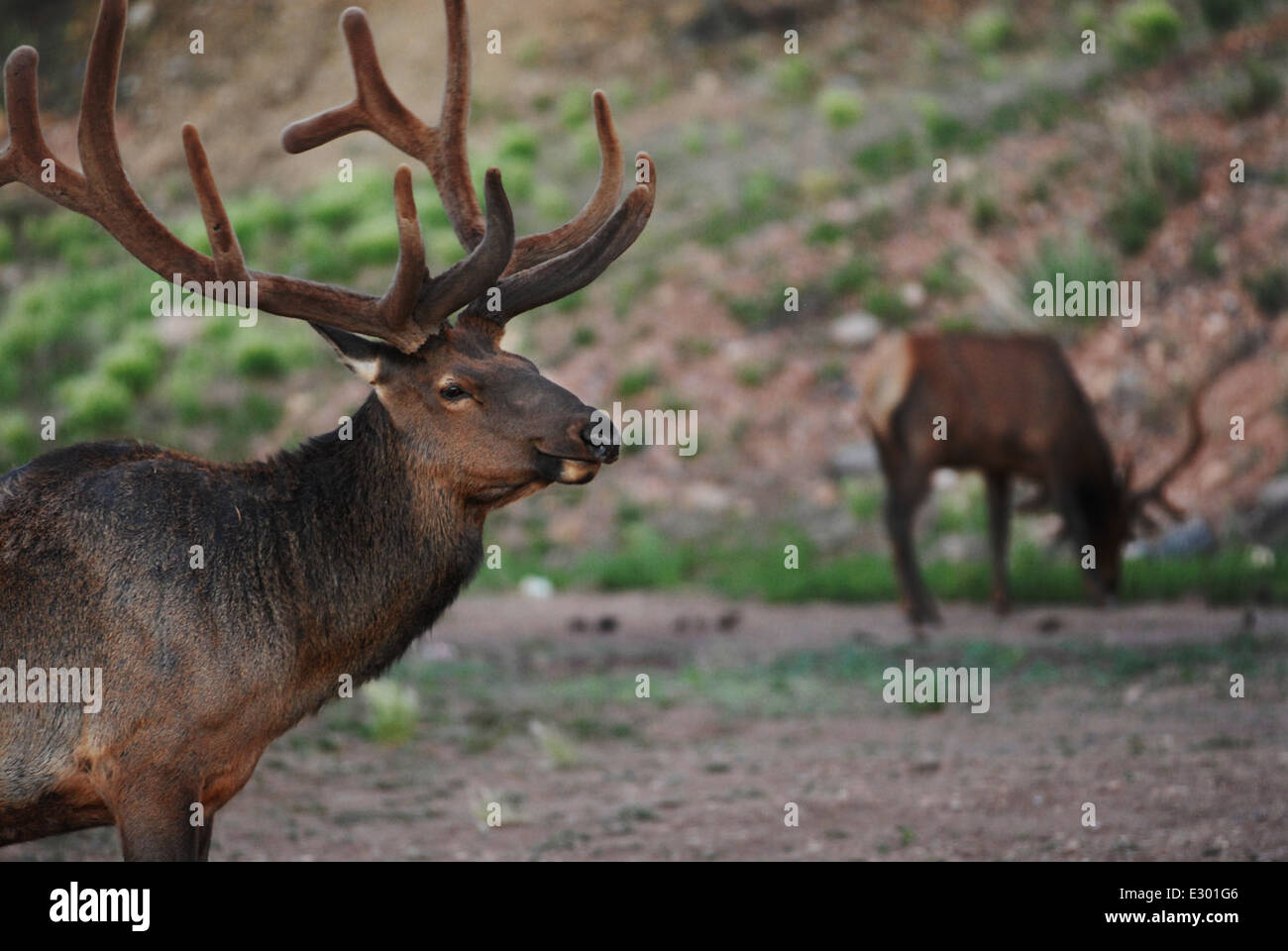 The Tusayan Ranger District, located in the Kaibab National Forest, is ...