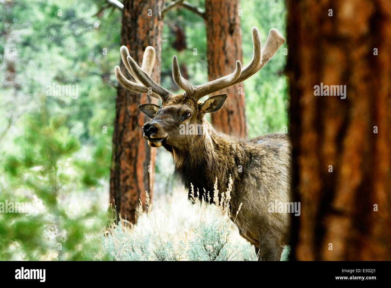 The Kaibab National Forest, including the Tusayan Ranger District, is ...