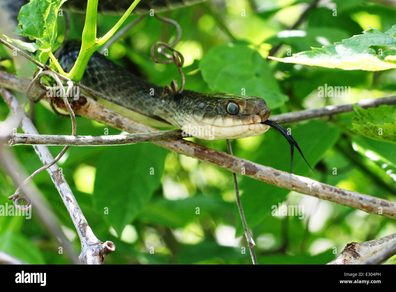 A photograph of an Eastern yellow-bellied racer snake, native to the ...