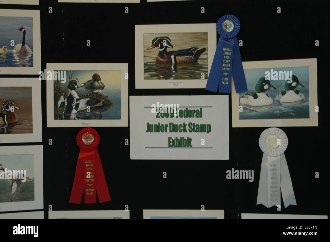 U s duck stamp hi-res stock photography and images - Alamy