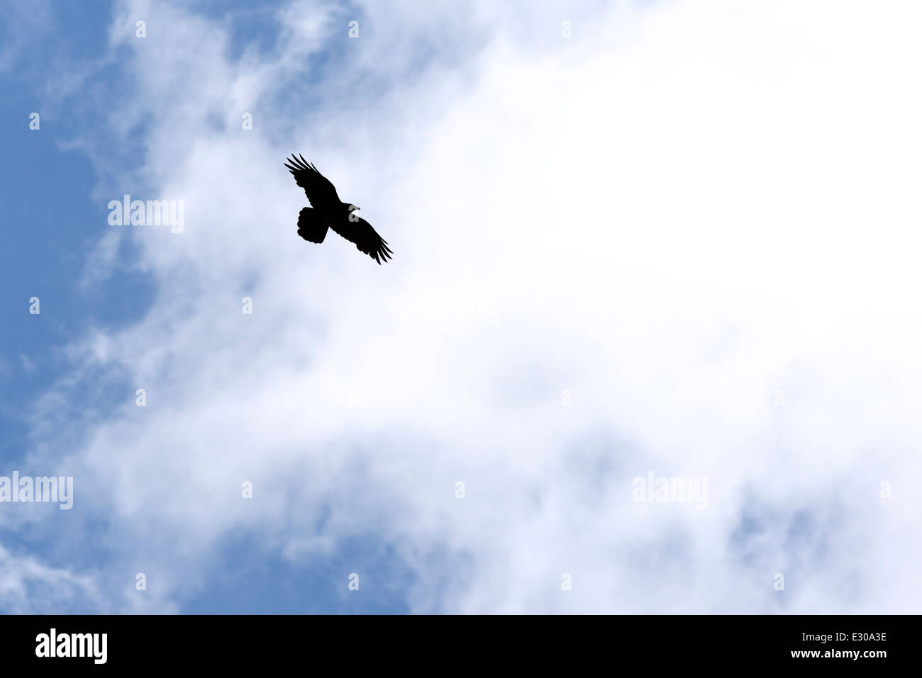 Raven flying over the desert of Southern Utah Stock Photo - Alamy