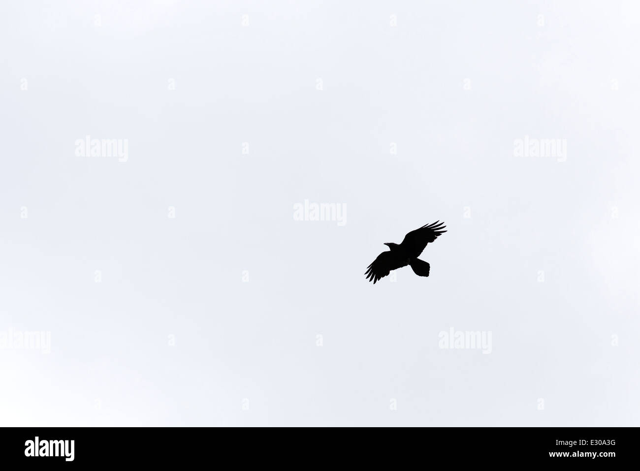Raven flying hi-res stock photography and images - Alamy