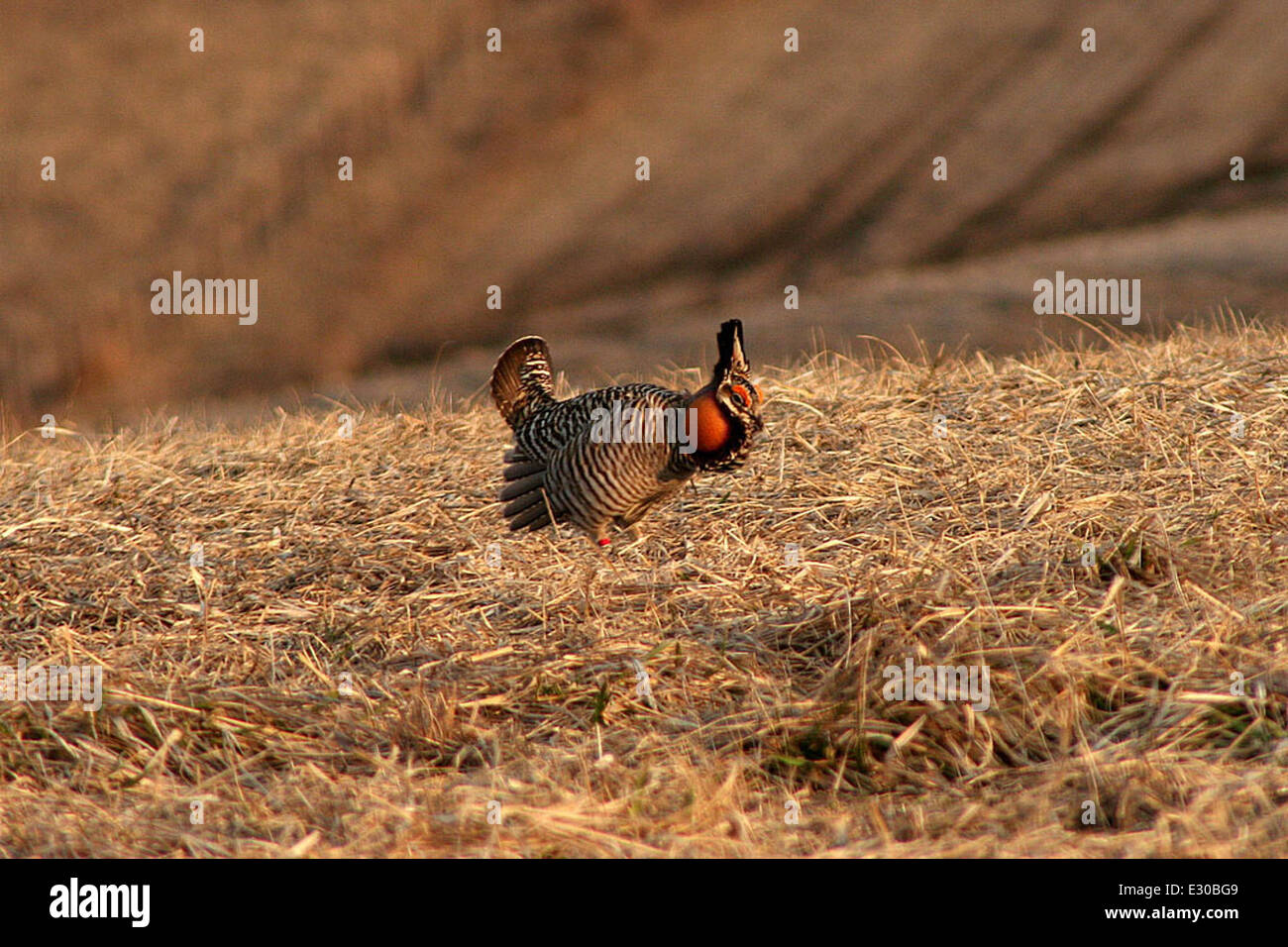 The conservation of the prairie chicken focuses on protecting its ...