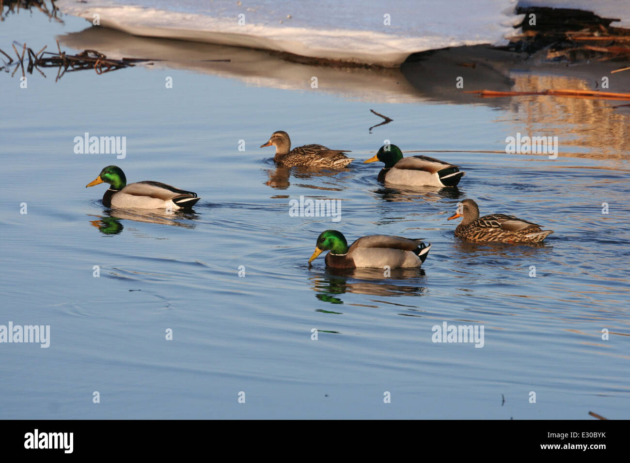 March Mallards are seen migrating through the Midwest during ...