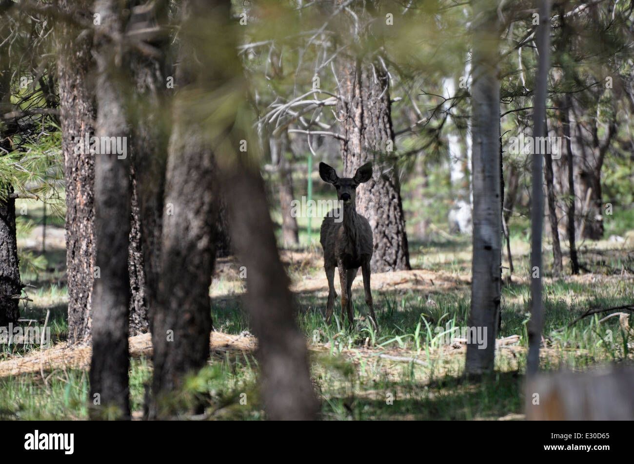 A curious deer is spotted near the San Francisco Peaks in the Coconino ...