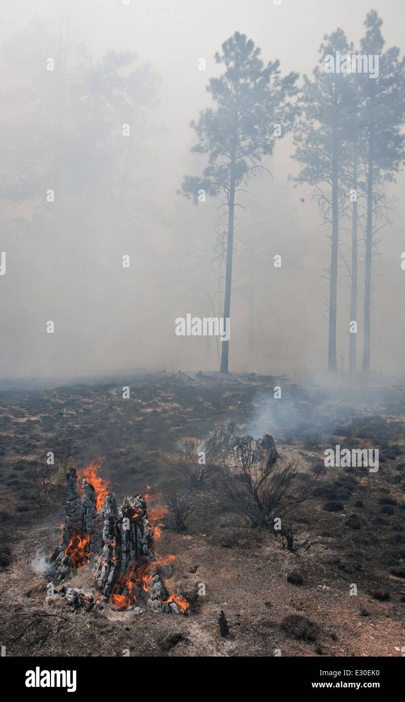 The 2010 Eagle Rock Fire, located in the Williams Ranger District of ...