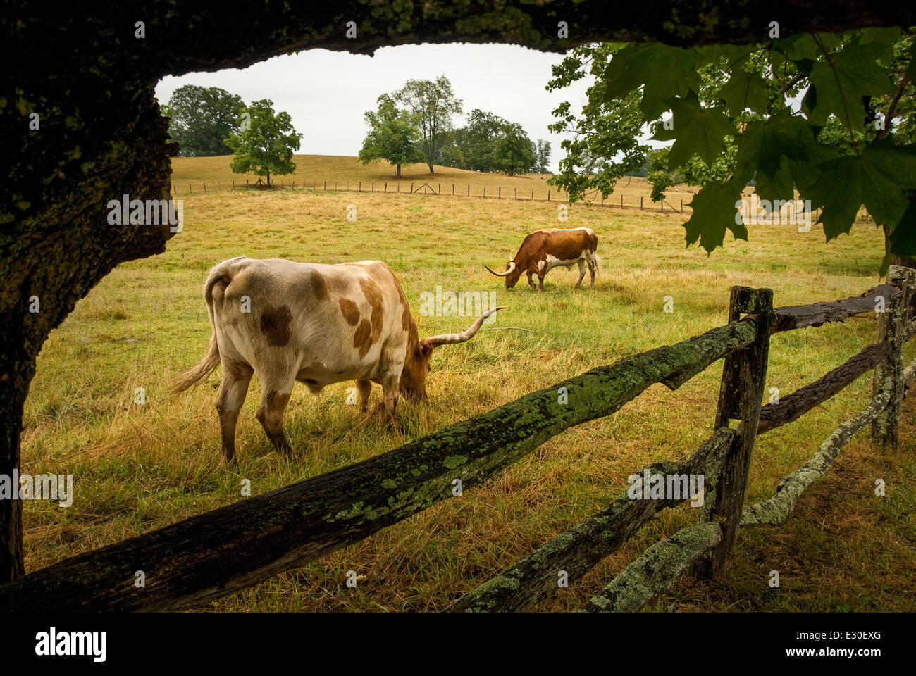 Longhorn cattle grazing at Taylor Ranch in Cane Creek Valley, Fletcher ...