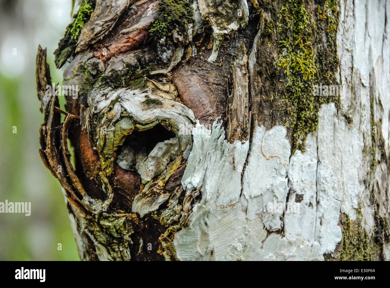 Knotted tree trunk with algae and moss in the northern Everglades ...