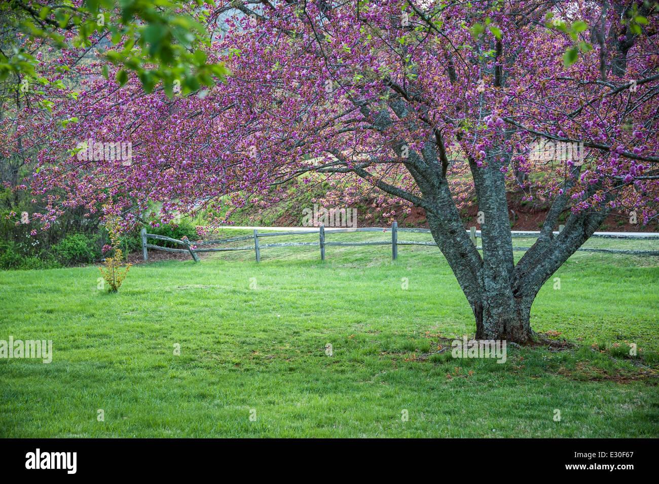 Vibrant tree in full blossom on a quiet, spring evening in Dillard ...