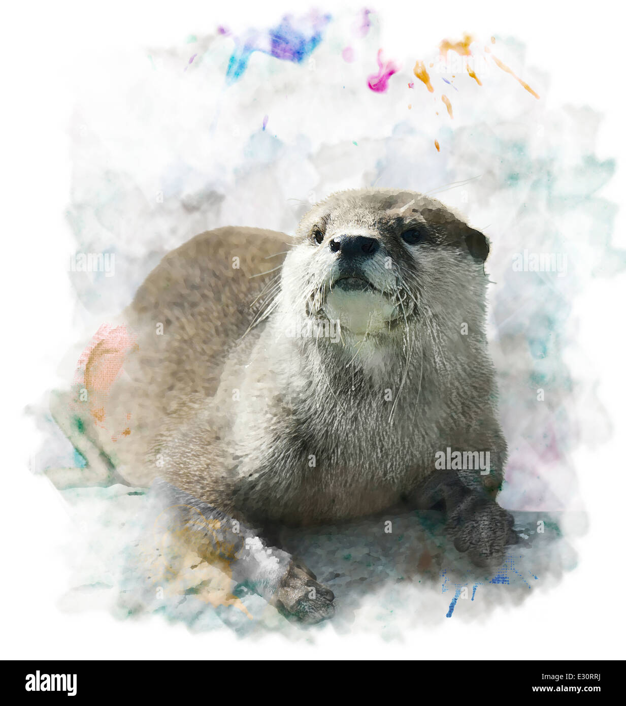 Watercolor Digital Painting Of Otter Portrait Stock Photo - Alamy