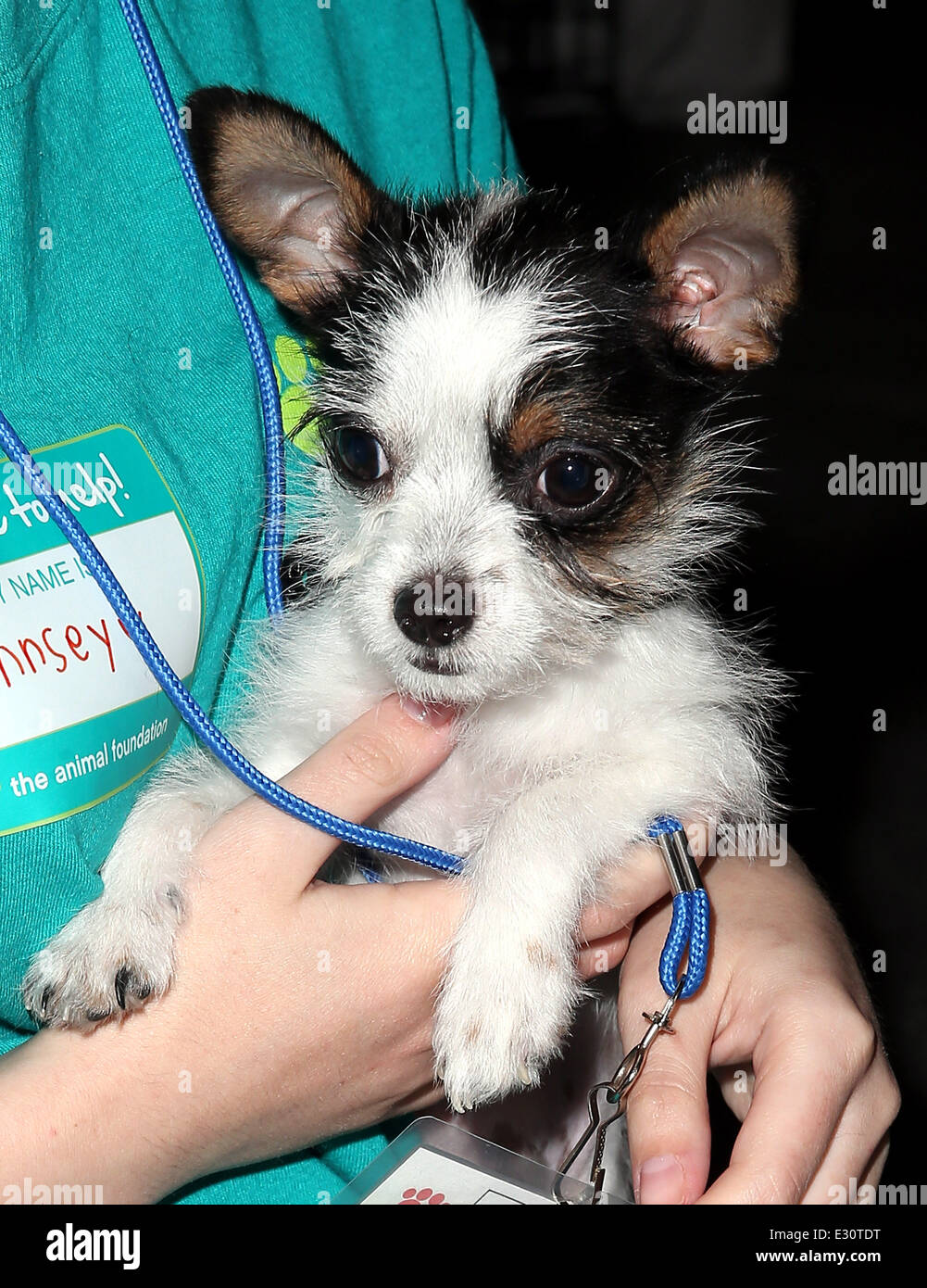 The Animal Foundation's 'Best In Show' 10th Anniversary, presented by ...