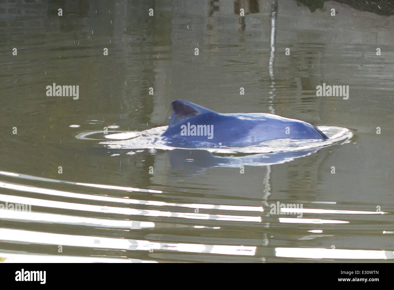 A baby Dolphin became trapped in the Marina at Gravesend promenade. The ...