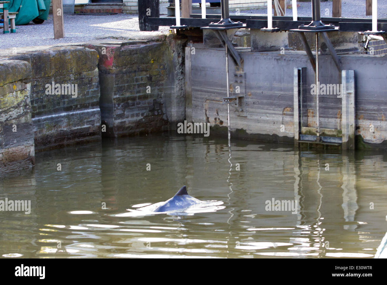 A baby Dolphin became trapped in the Marina at Gravesend promenade. The ...