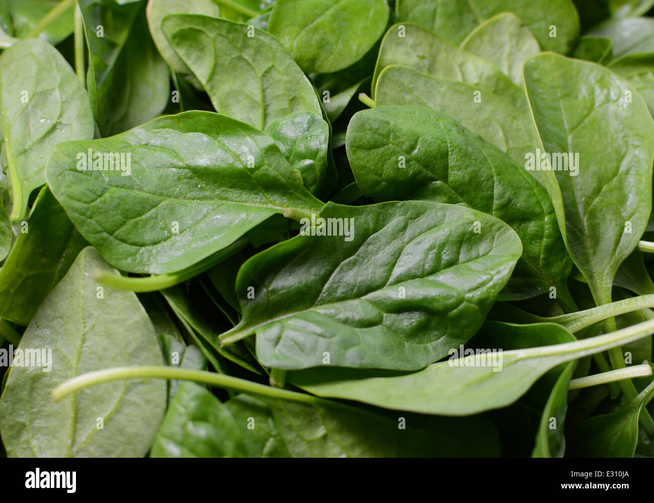Close-up of freshly washed green spinach leaves Stock Photo - Alamy