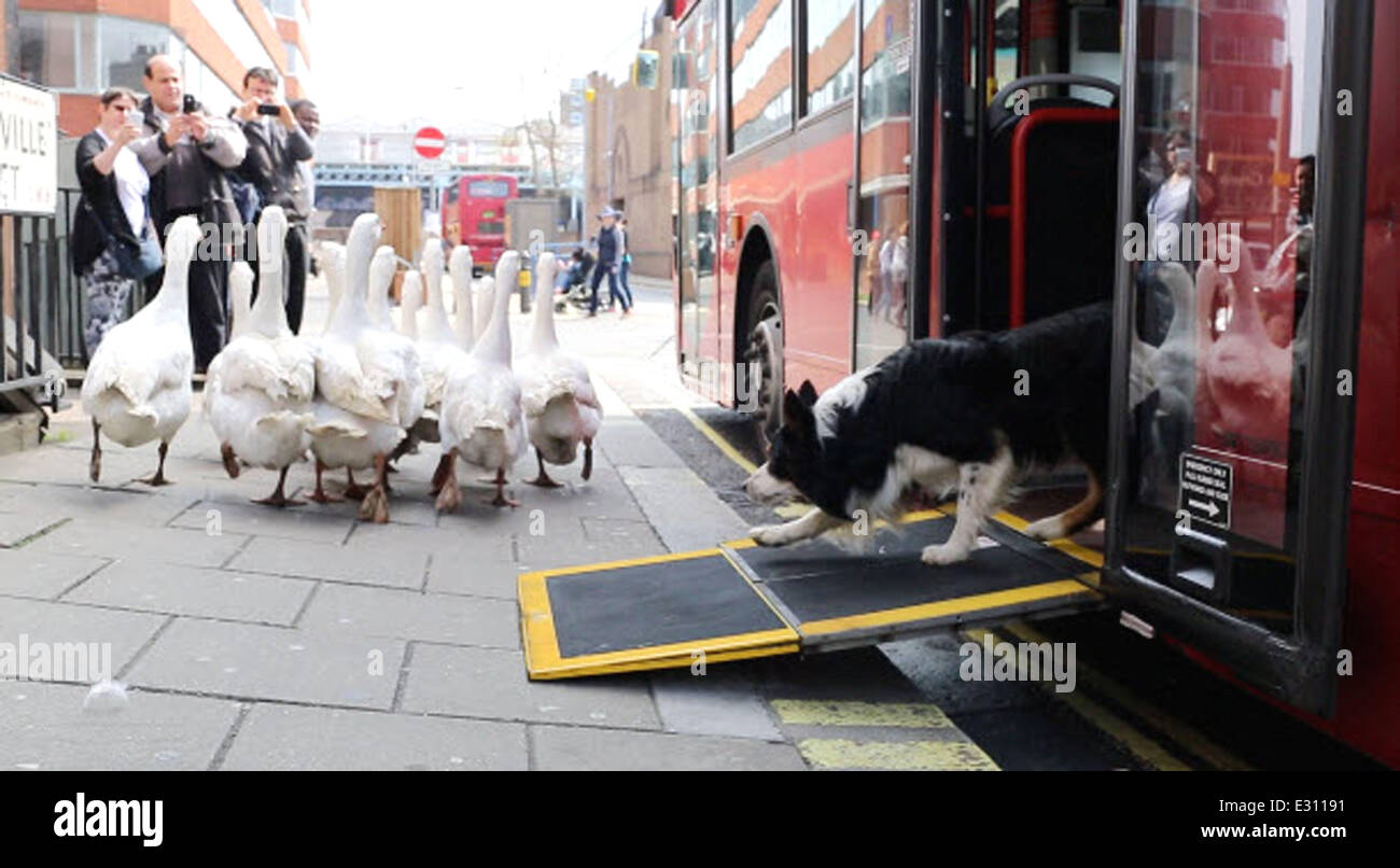 Herding geese london hi-res stock photography and images - Alamy