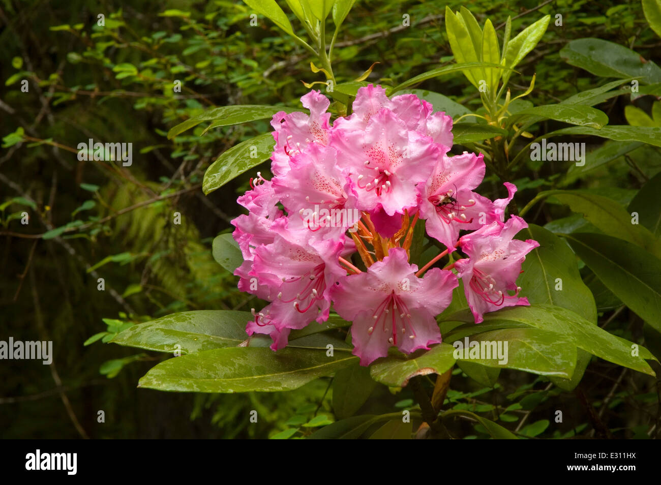 Pacific rhododendron (Rhododendron macrophyllum) in ancient forest ...