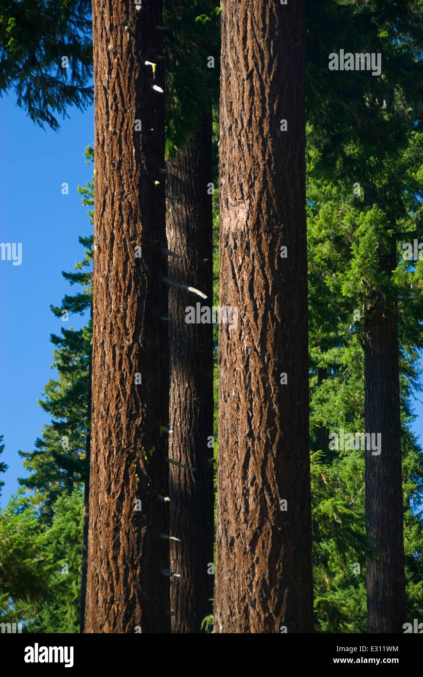 Douglas fir oregon hi-res stock photography and images - Alamy