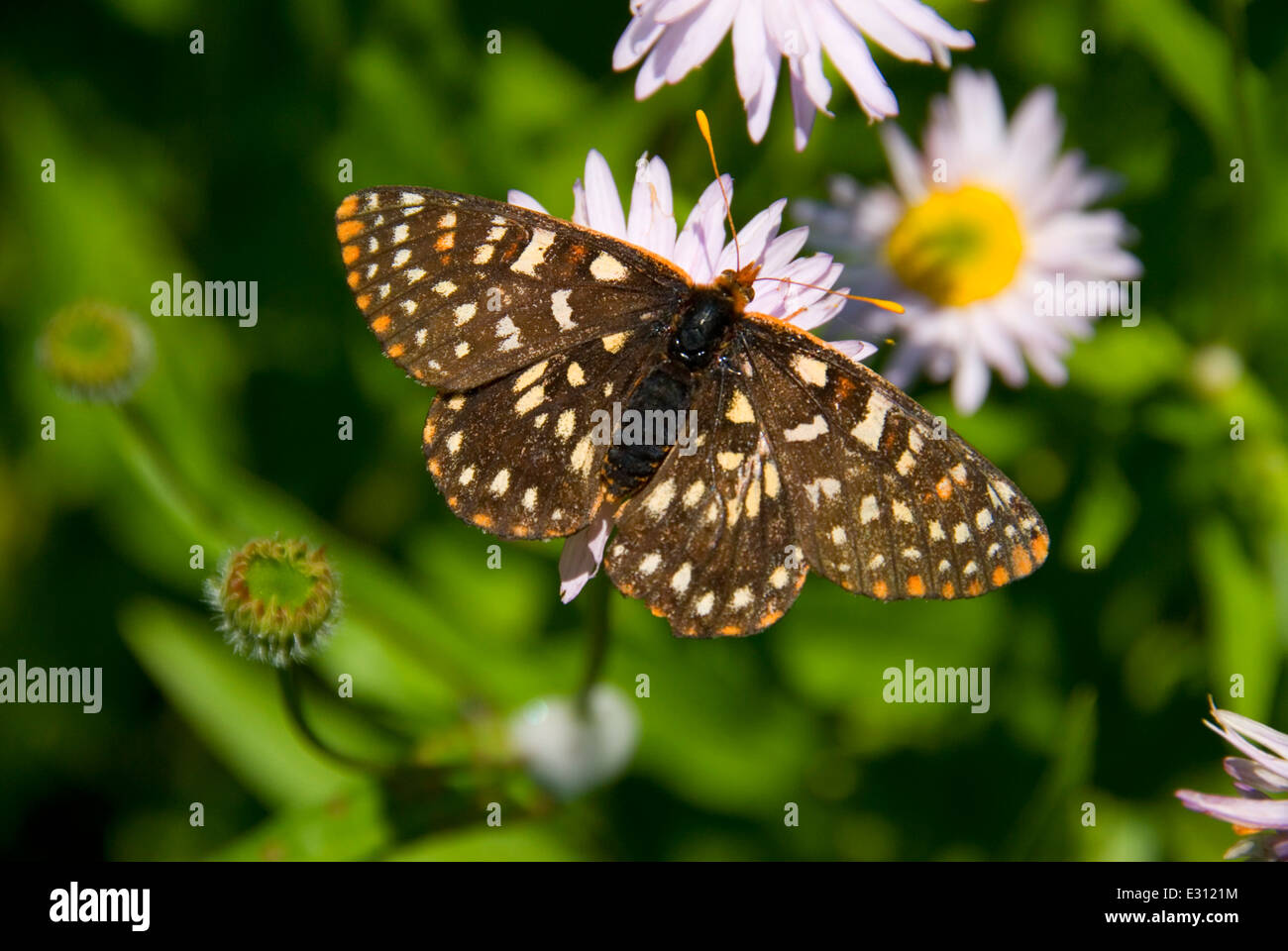 Variable fleabane hi-res stock photography and images - Alamy