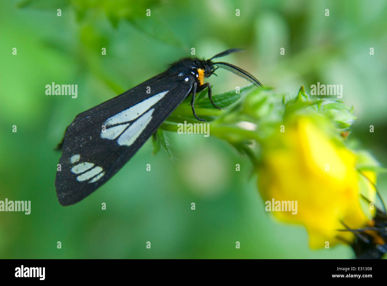 Police car moth (Gnophaela vermiculata), Iron Mountain Special Interest ...