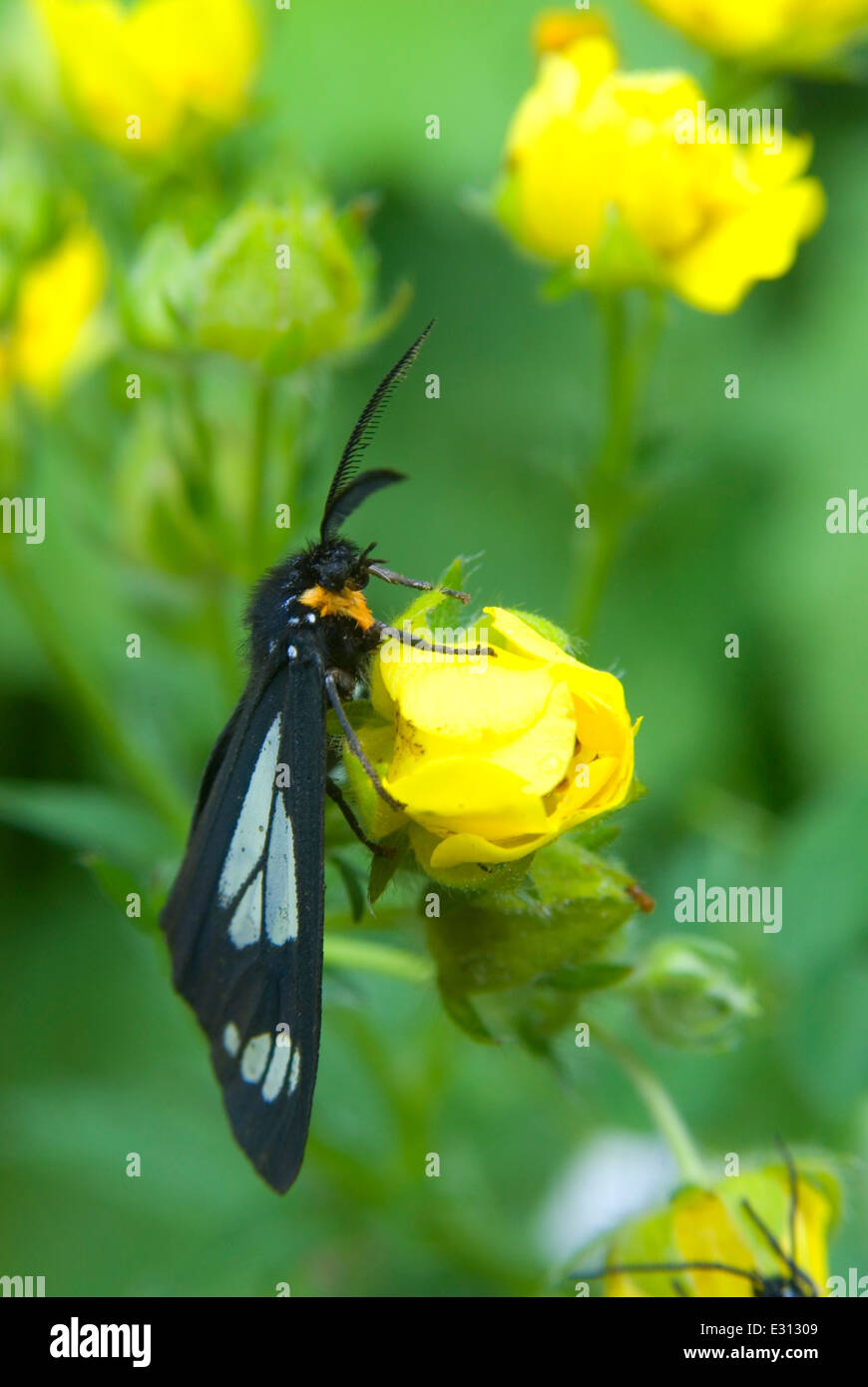 Police car moth (Gnophaela vermiculata), Iron Mountain Special Interest ...