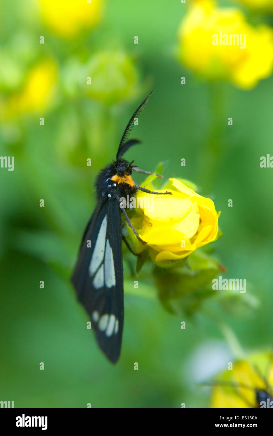 Police car moth (Gnophaela vermiculata), Iron Mountain Special Interest ...