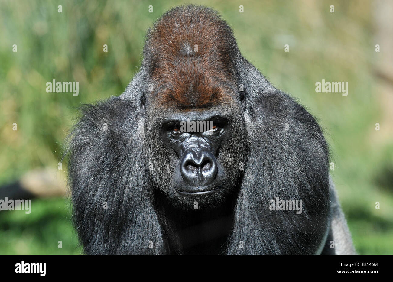 Kumbuka the silverback becomes the newest addition to the gorilla ...