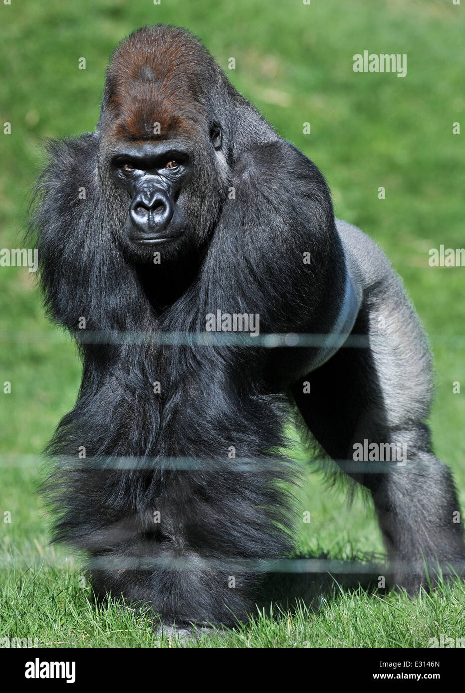 Kumbuka the silverback becomes the newest addition to the gorilla ...