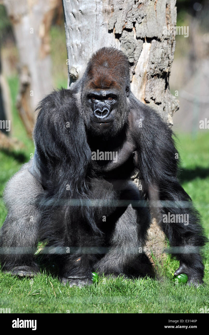 Kumbuka the silverback becomes the newest addition to the gorilla ...