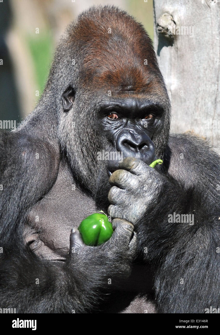 Kumbuka the silverback becomes the newest addition to the gorilla ...