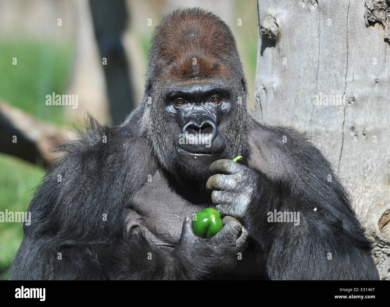Kumbuka the silverback becomes the newest addition to the gorilla ...