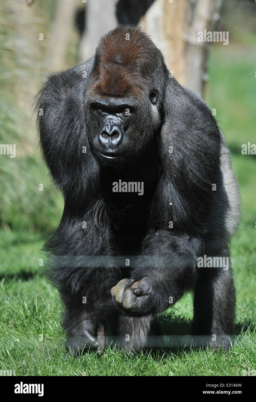 Kumbuka the silverback becomes the newest addition to the gorilla ...