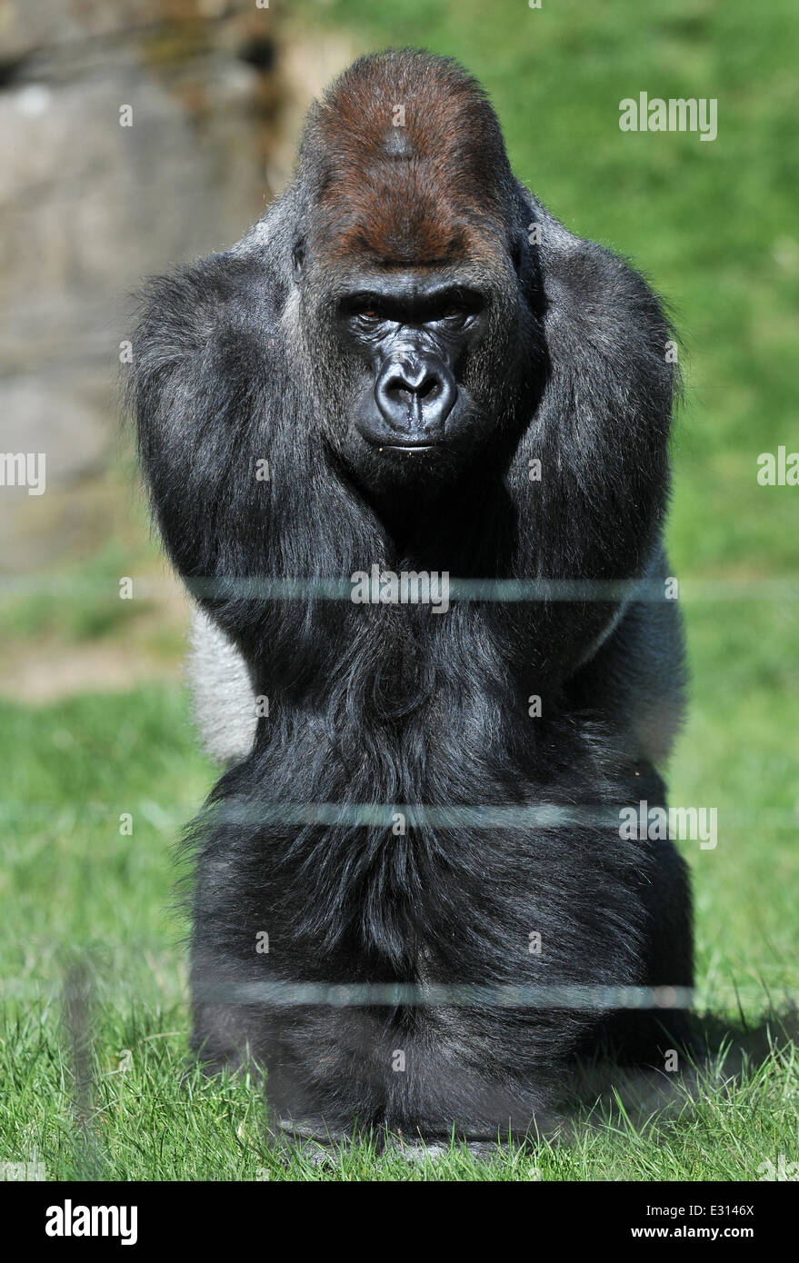 Kumbuka the silverback becomes the newest addition to the gorilla ...