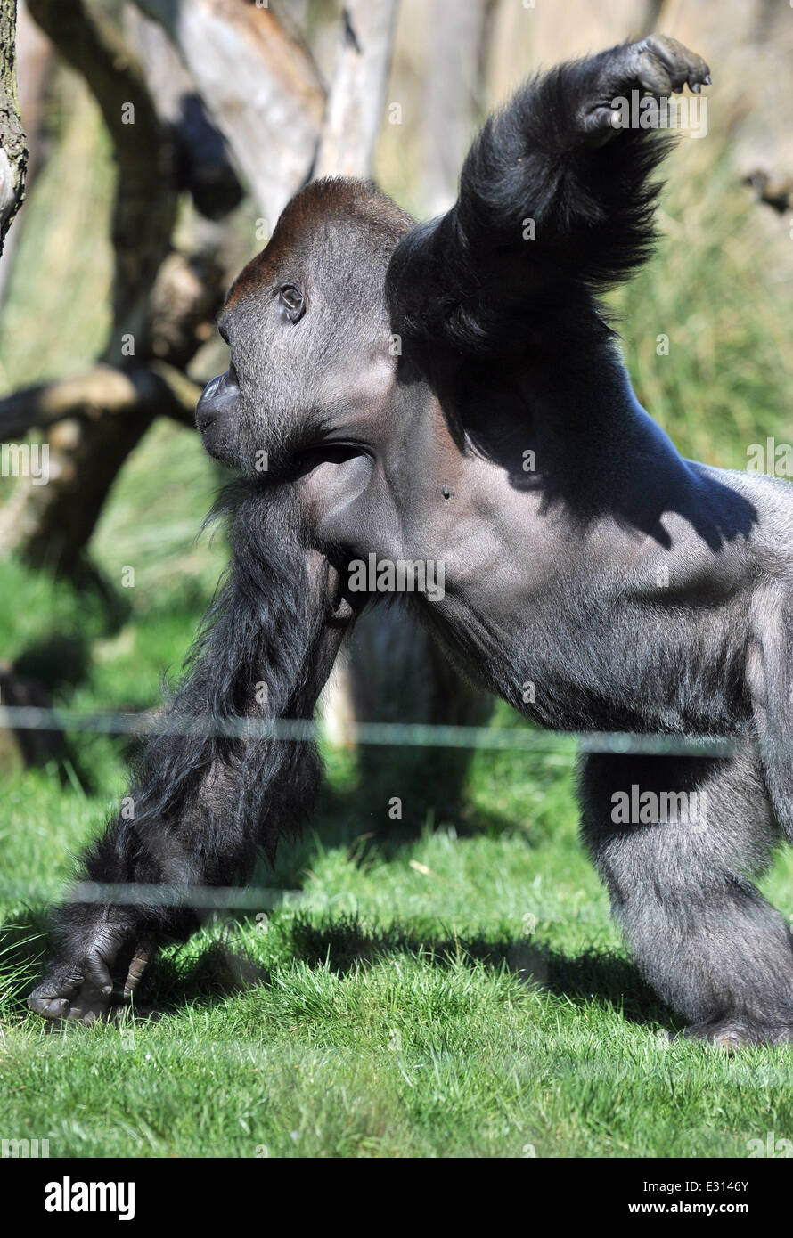 Kumbuka the silverback becomes the newest addition to the gorilla ...