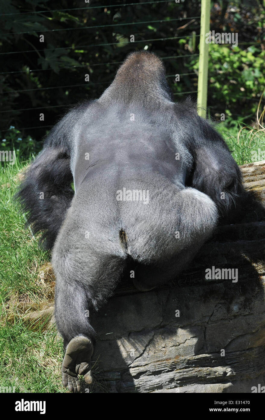Kumbuka the silverback becomes the newest addition to the gorilla ...