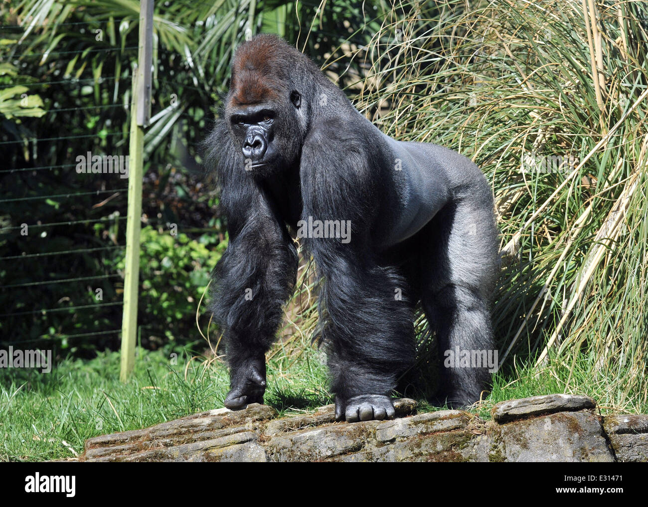 Kumbuka the silverback becomes the newest addition to the gorilla ...