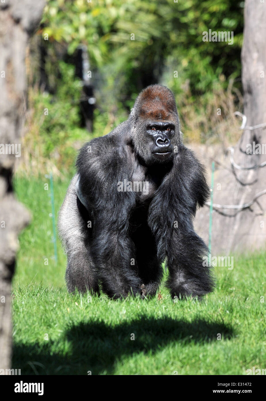 Kumbuka the silverback becomes the newest addition to the gorilla ...