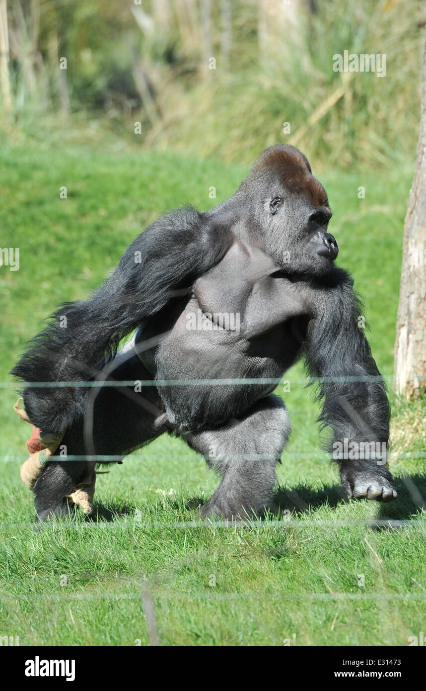 Kumbuka the silverback becomes the newest addition to the gorilla ...