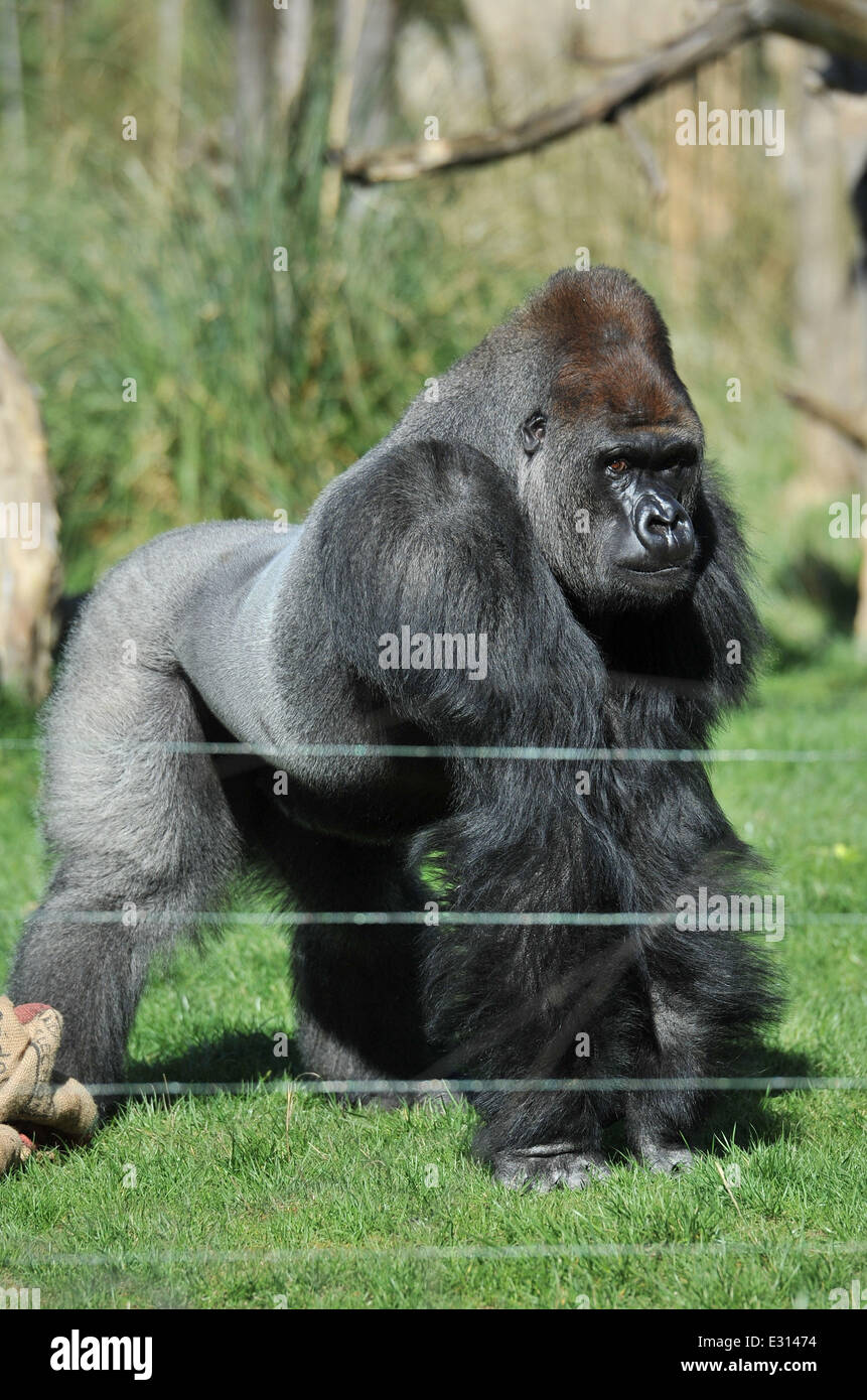 Kumbuka the silverback becomes the newest addition to the gorilla ...