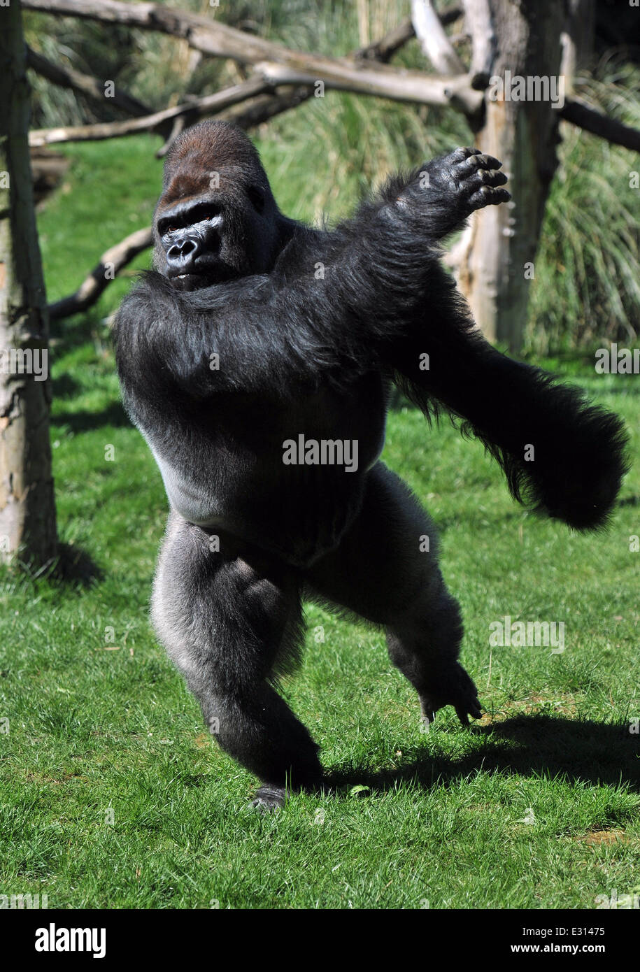 Kumbuka the silverback becomes the newest addition to the gorilla ...