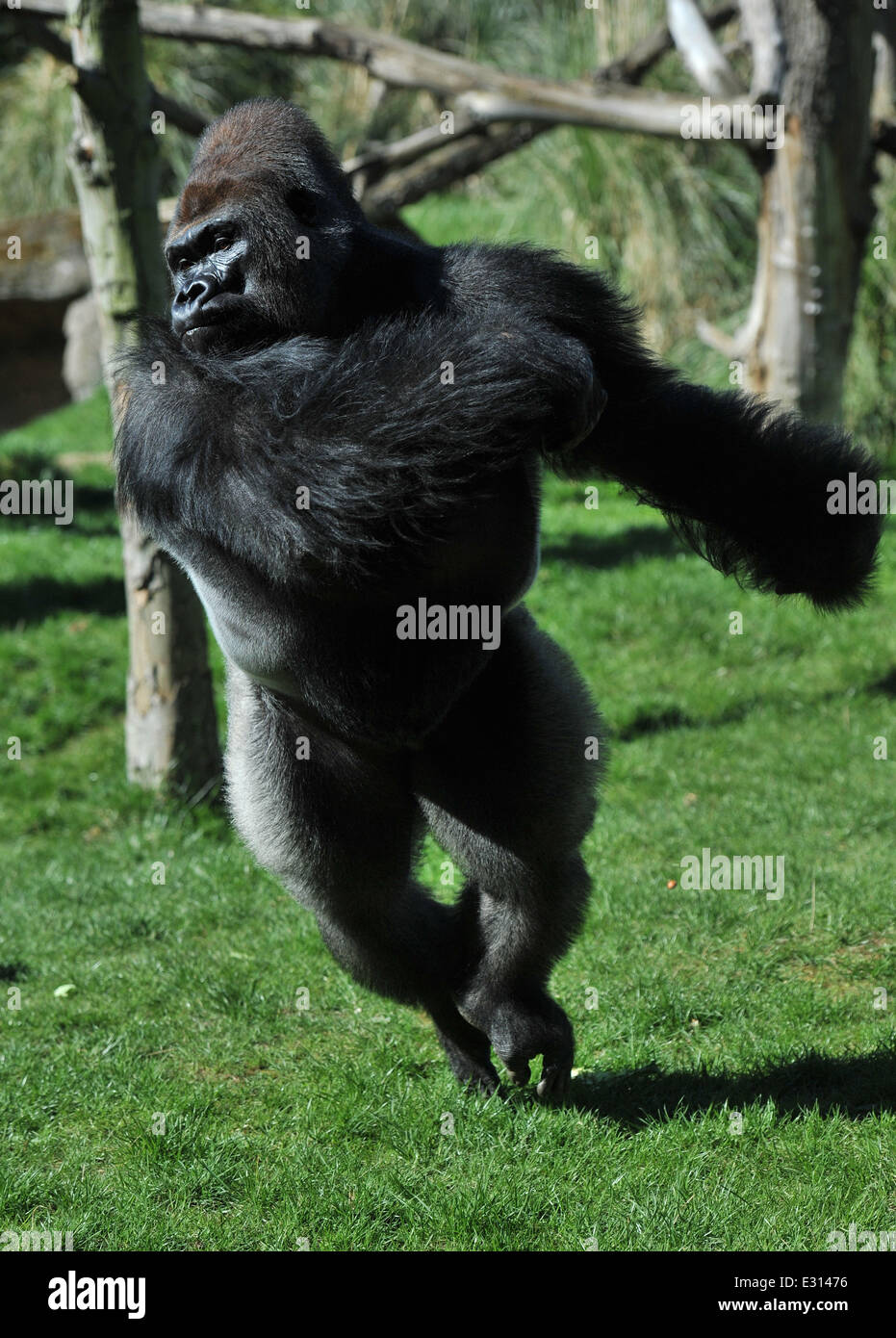 Kumbuka the silverback becomes the newest addition to the gorilla ...