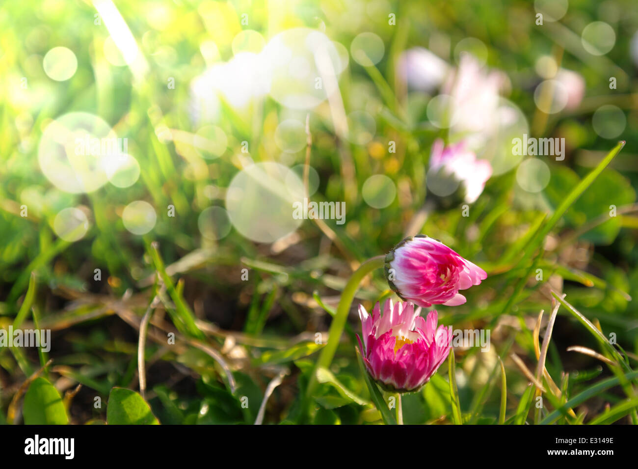 first spring flowers in a sunlight Stock Photo - Alamy