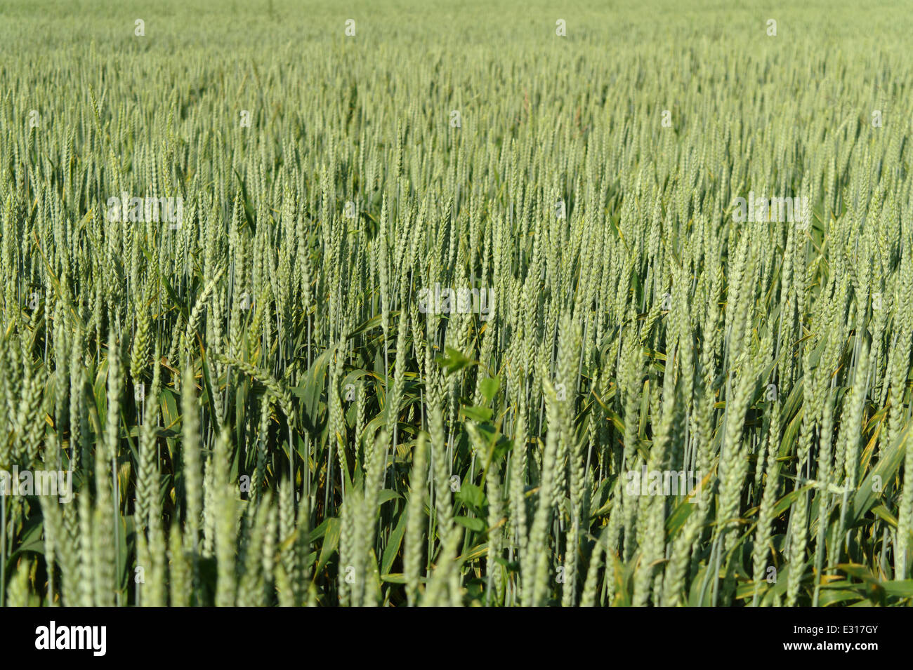 a field of cereal Stock Photo - Alamy