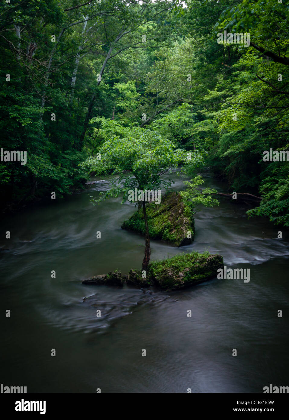 Tree in river Stock Photo - Alamy