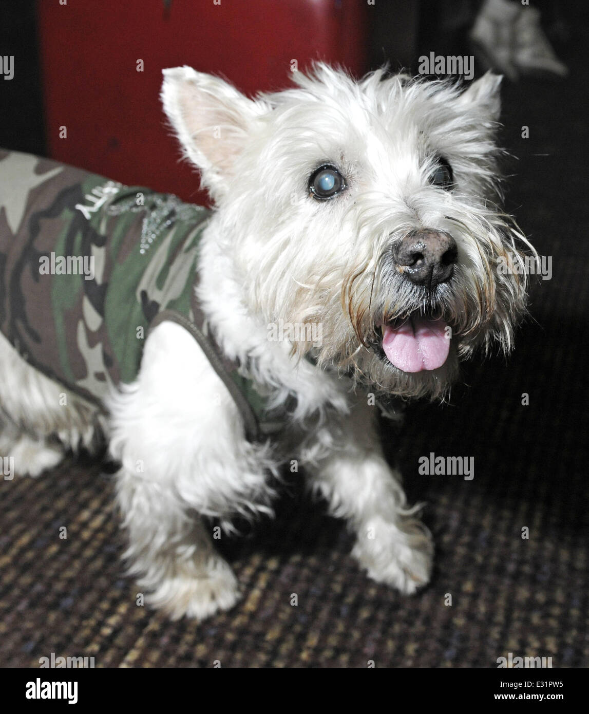Stooshe performing at G-A-Y Featuring: Dog Where: London, United States ...