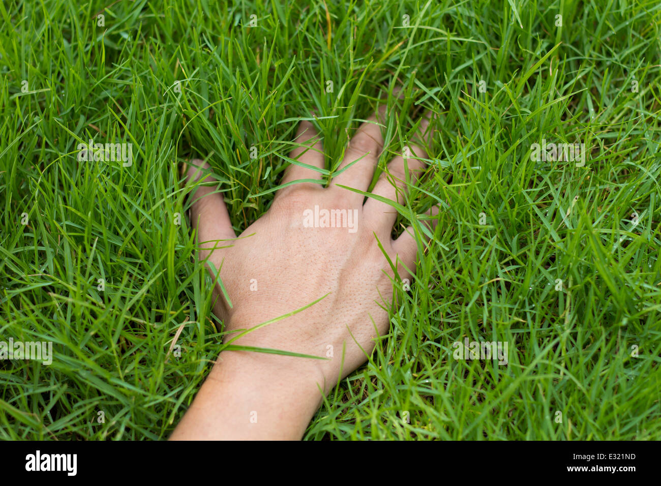 Hand on grass Stock Photo - Alamy