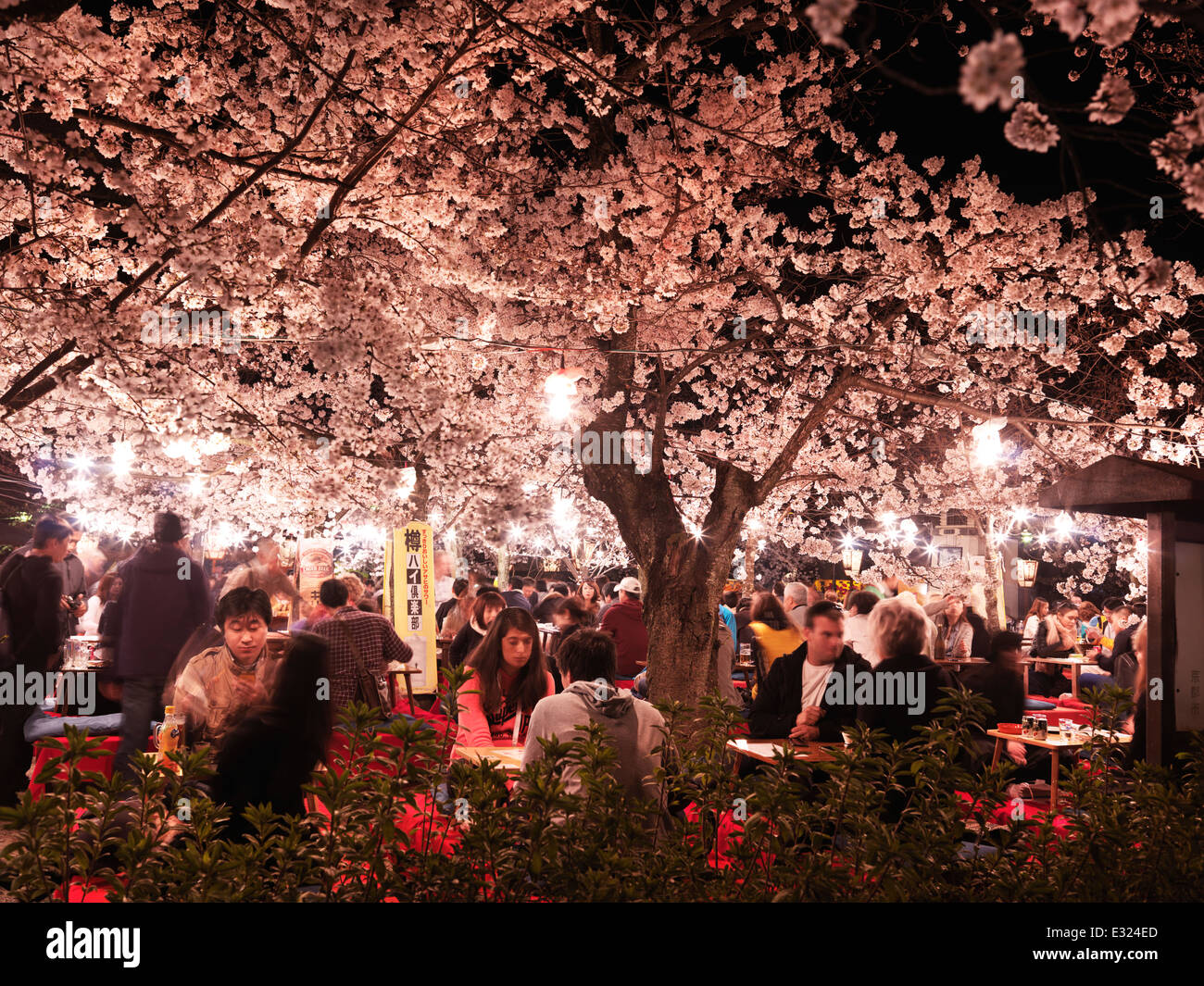 People eating outside under cherry blossom at night in Maruyama Park ...