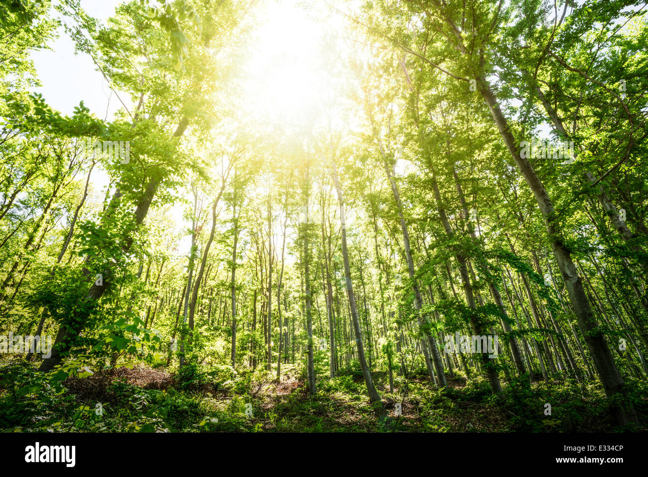 Sun light between the trees in a forest Stock Photo - Alamy