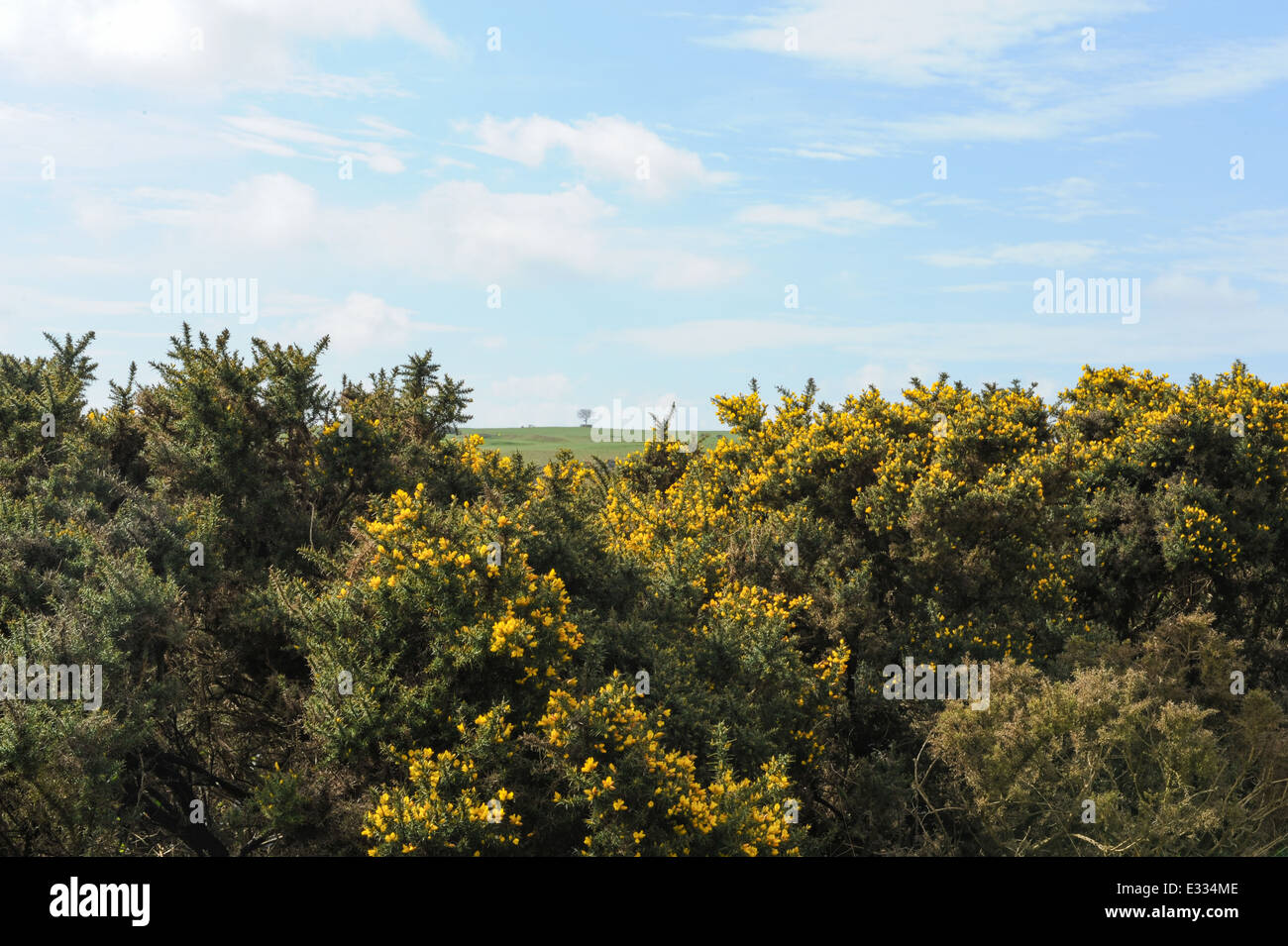 Cleeve Common, the highest point in the Cotswolds, is situated on ...